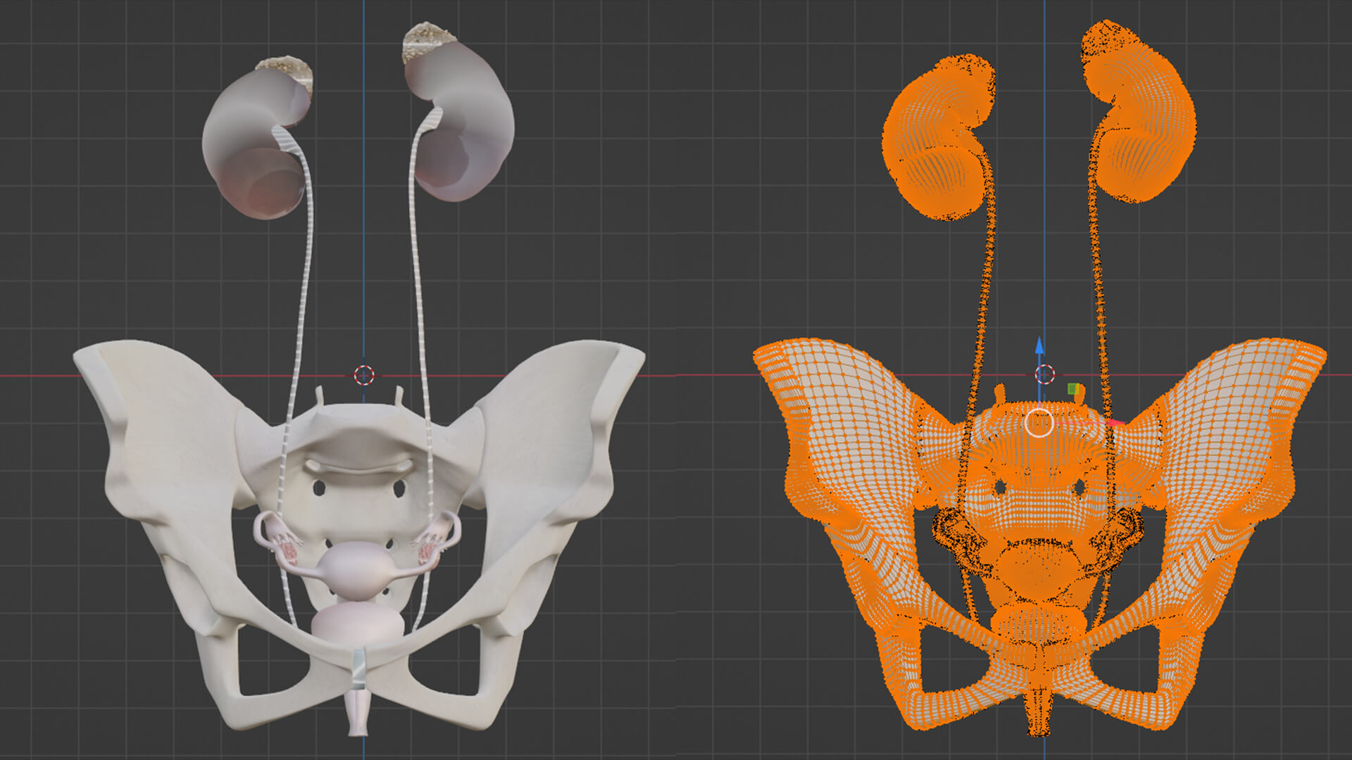 3D Model of Female Reproductive, Urinary System, Hip and Sac by azekapeka