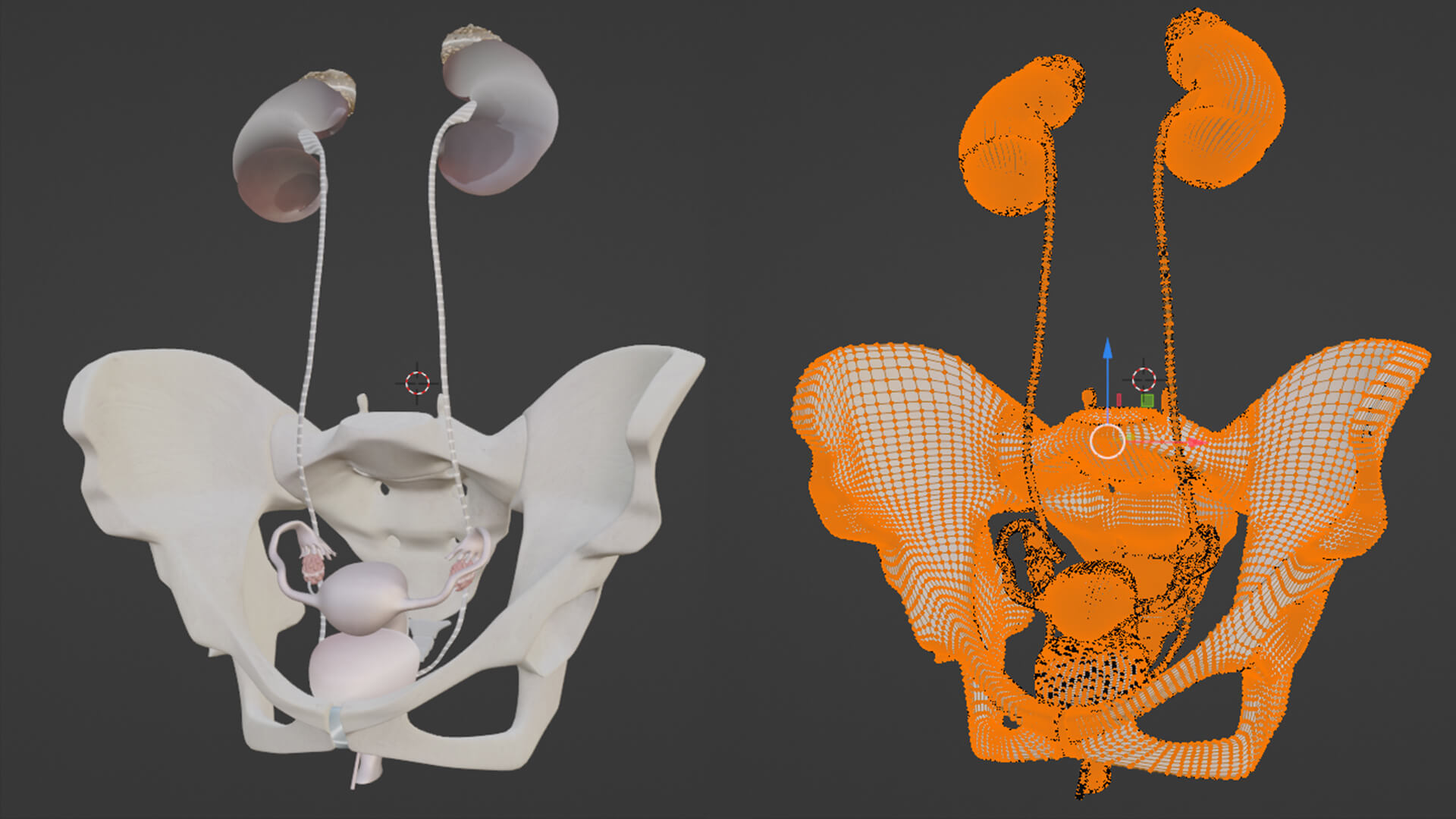 3D Model of Female Reproductive, Urinary System, Hip and Sac by azekapeka