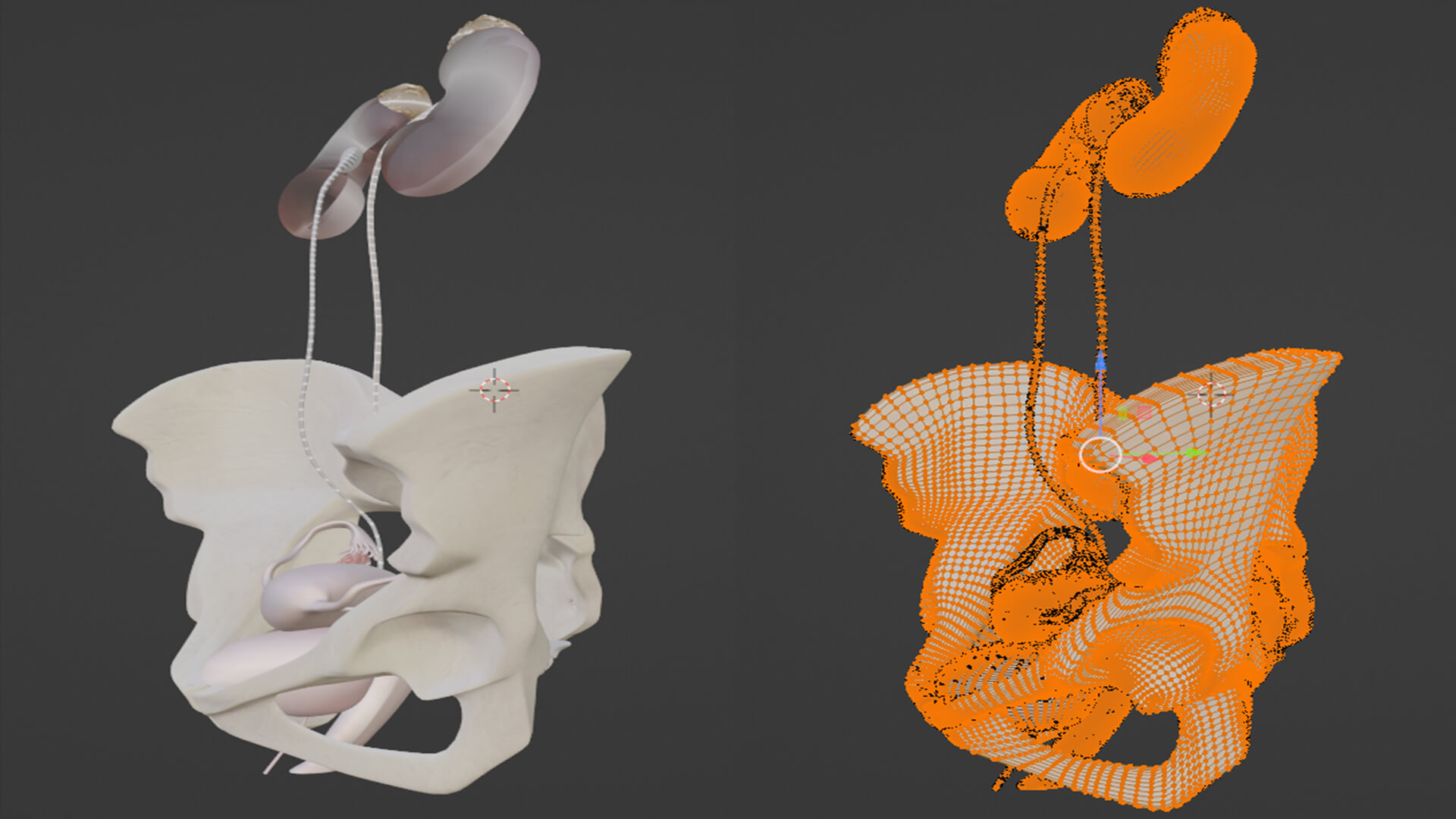 3D Model of Female Reproductive, Urinary System, Hip and Sac by azekapeka