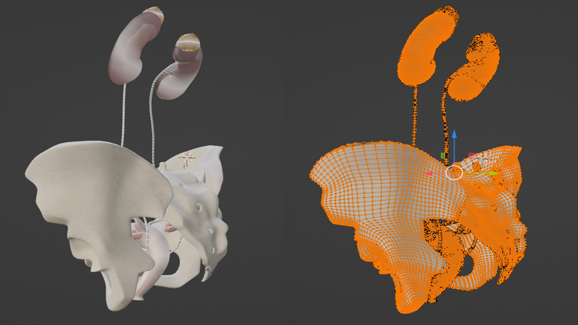 3D Model of Female Reproductive, Urinary System, Hip and Sac by azekapeka