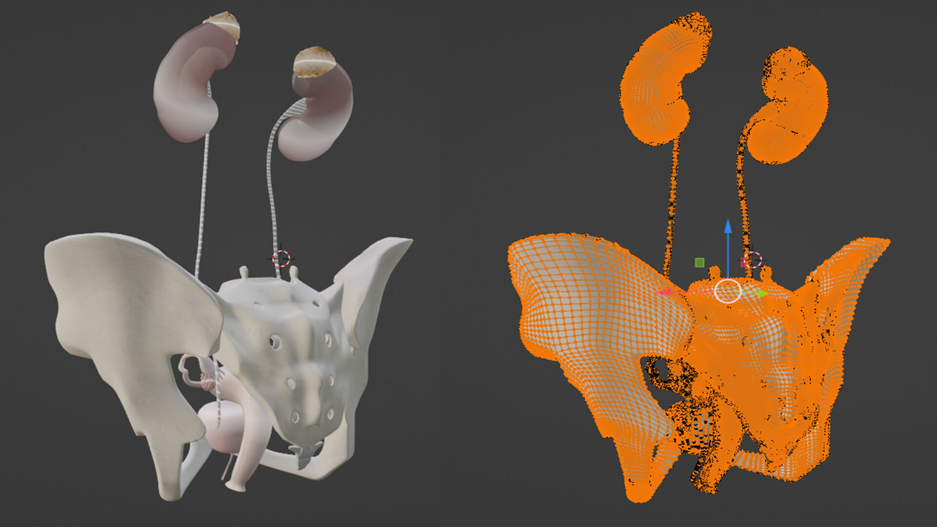 3D Model of Female Reproductive, Urinary System, Hip and Sac by azekapeka