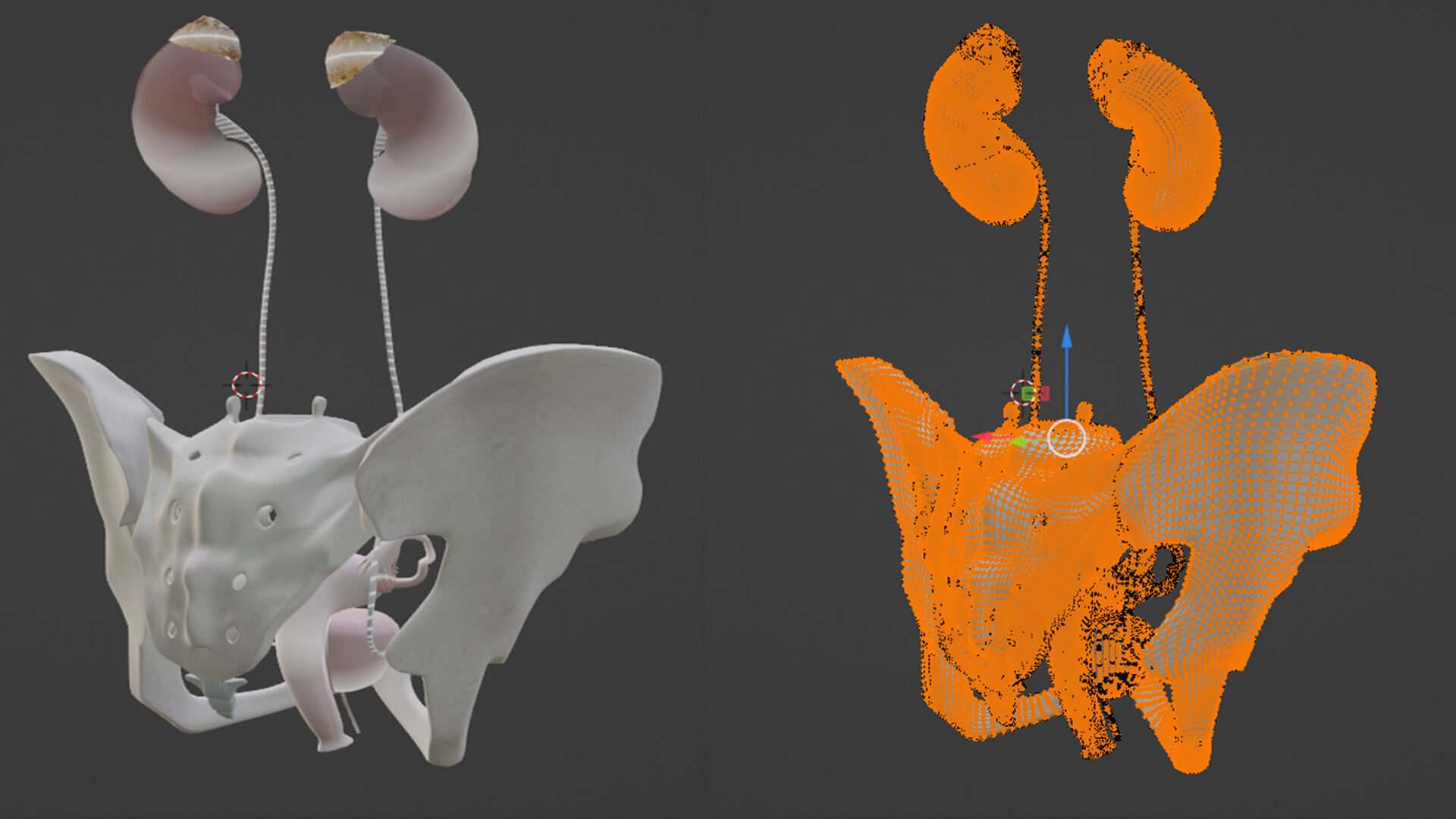 3d Model Of Female Reproductive Urinary System Hip And Sac By Azekapeka 5394