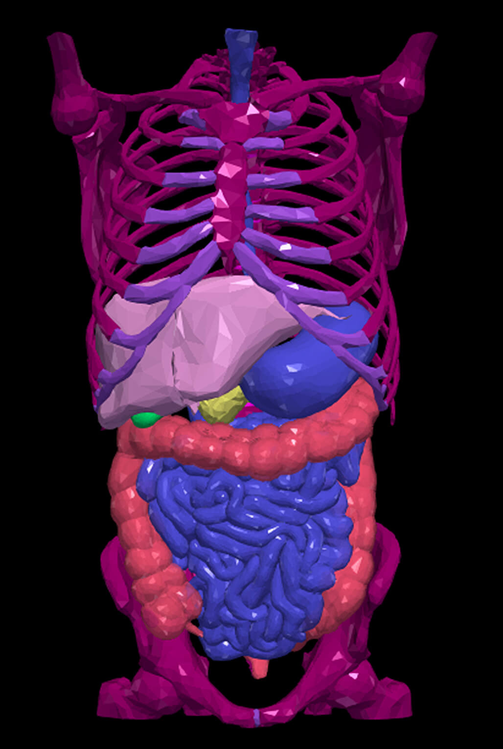3D Model of Gastrointestinal Tract With Bones by azekapeka