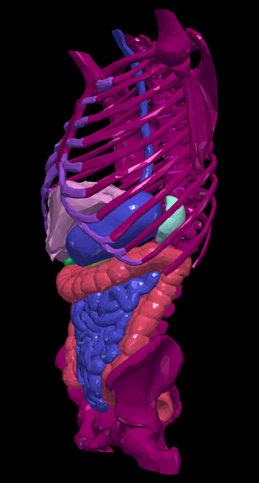 3D Model of Gastrointestinal Tract With Bones by azekapeka