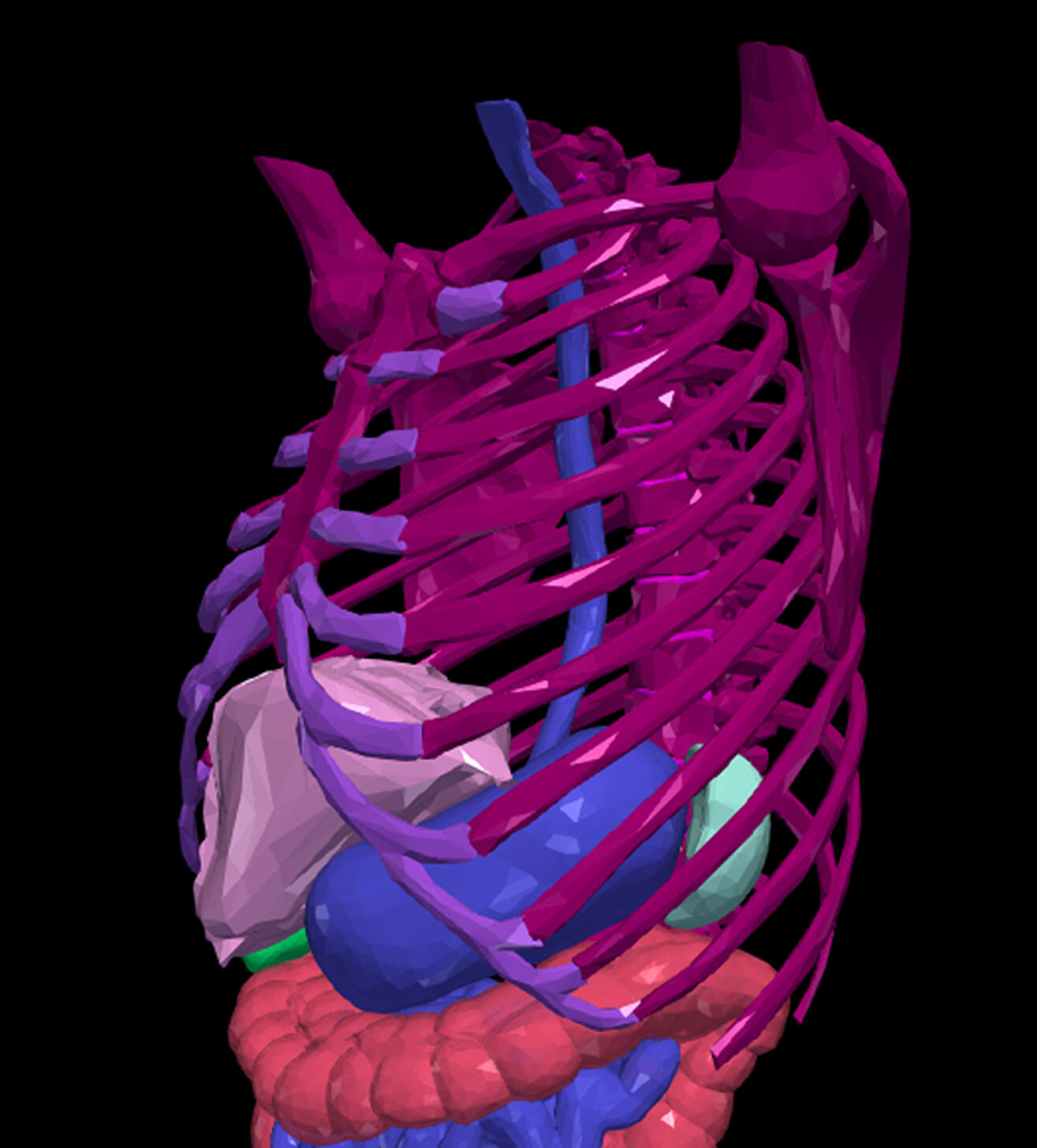 3D Model of Gastrointestinal Tract With Bones by azekapeka