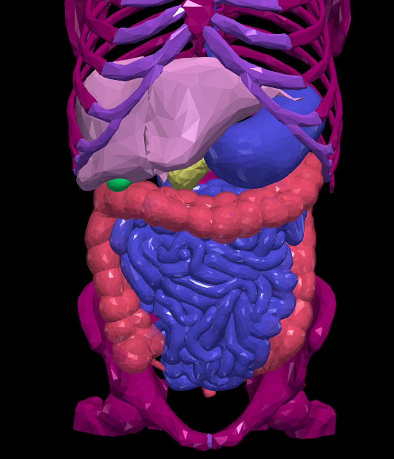 3D Model of Gastrointestinal Tract With Bones by azekapeka