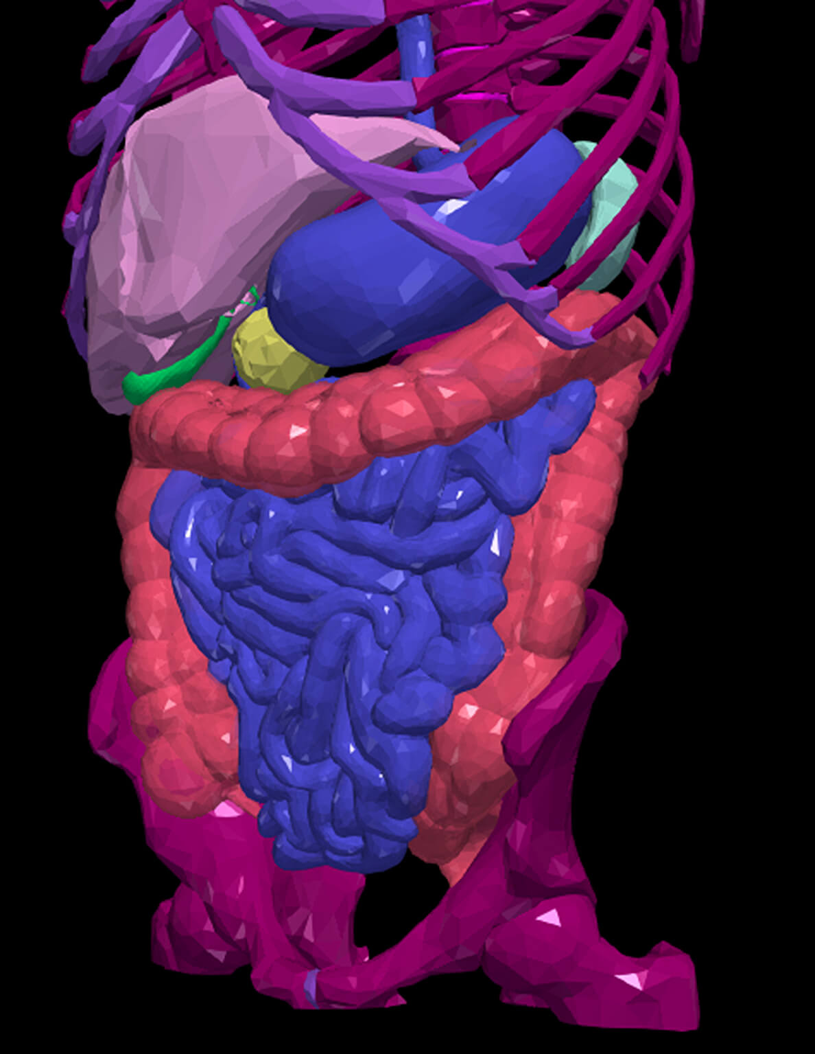 3D Model of Gastrointestinal Tract With Bones by azekapeka