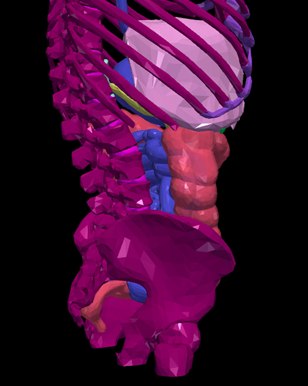 3D Model of Gastrointestinal Tract With Bones by azekapeka