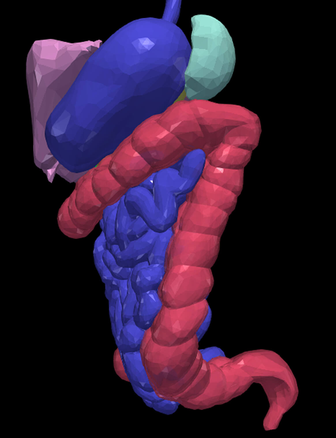 3D Model of Gastrointestinal Tract With Bones by azekapeka