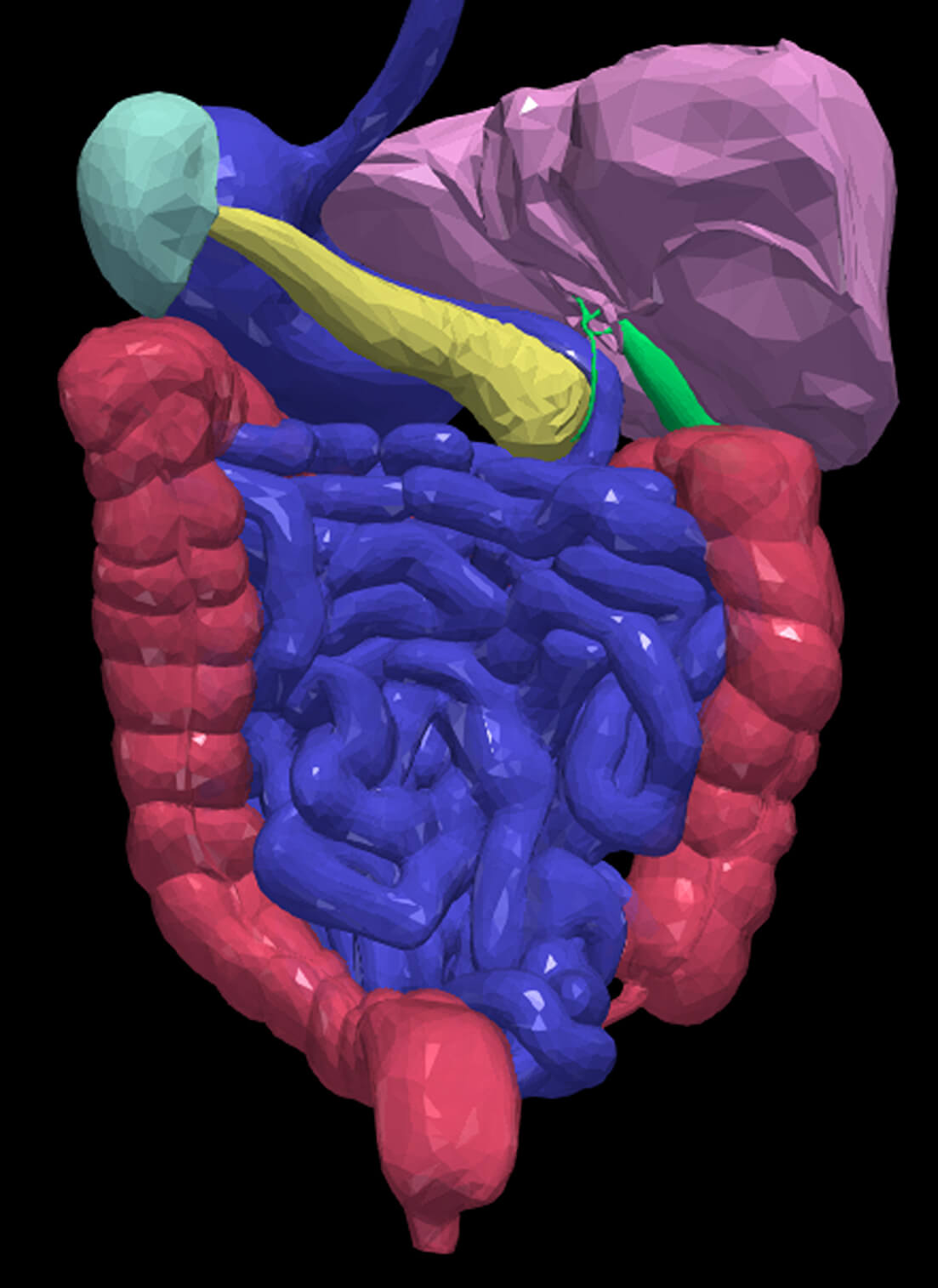 3D Model of Gastrointestinal Tract With Bones by azekapeka