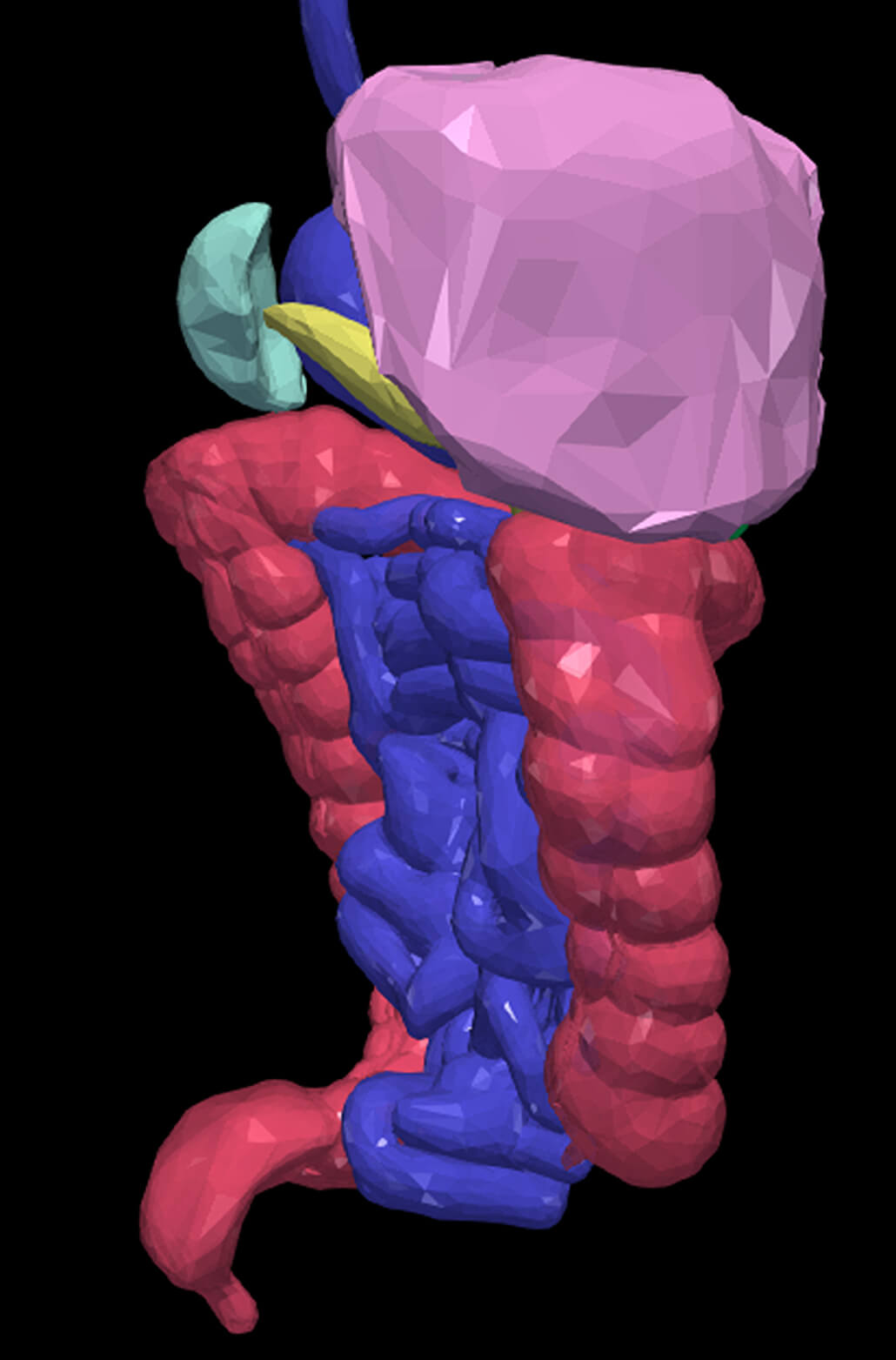 3D Model of Gastrointestinal Tract With Bones by azekapeka