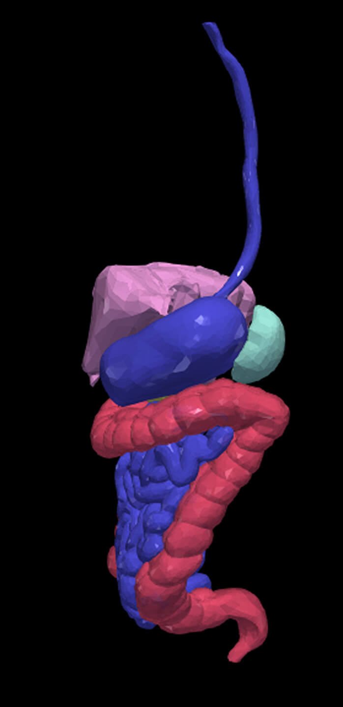 3D Model of Gastrointestinal Tract With Bones by azekapeka