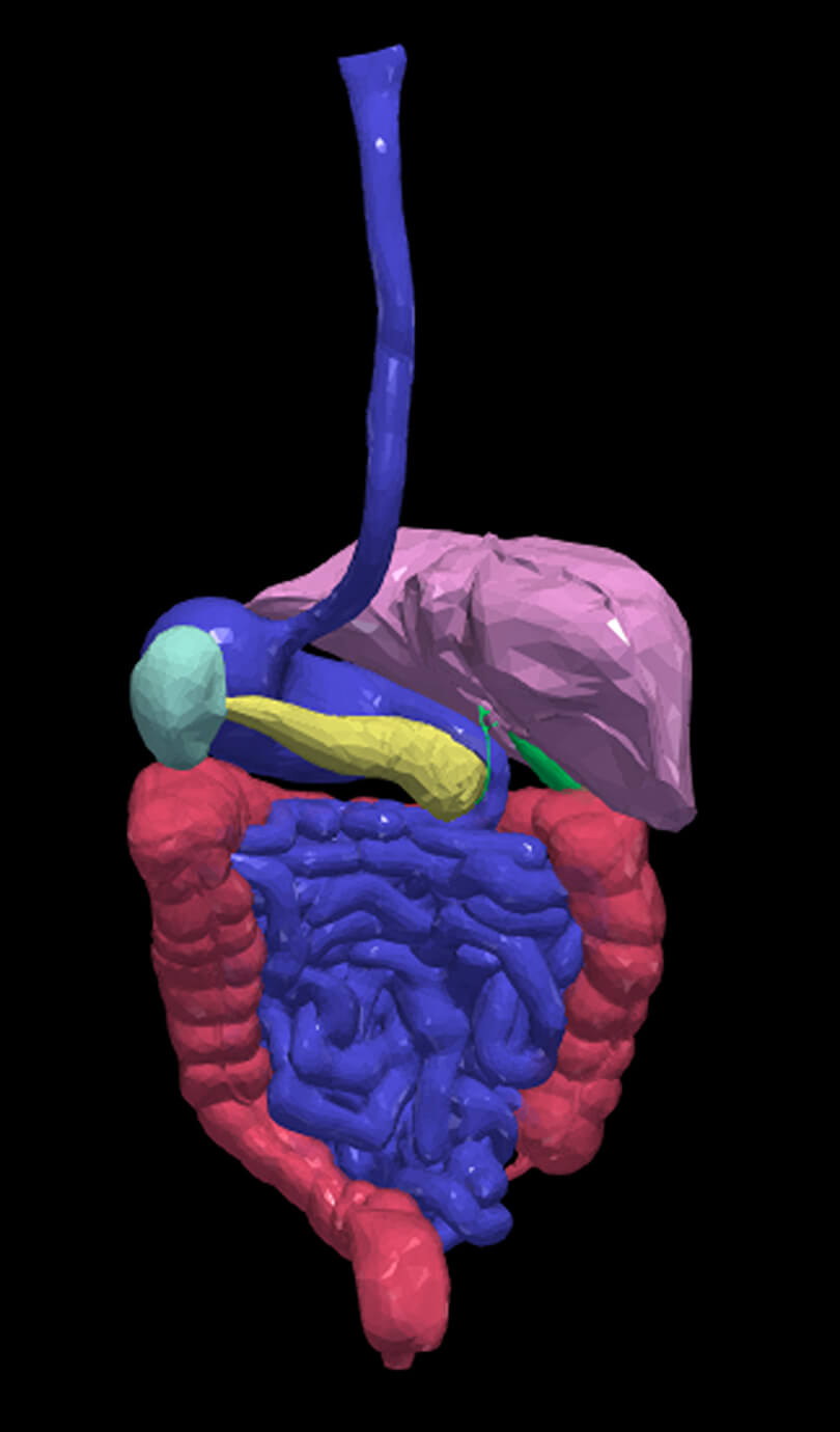 3D Model of Gastrointestinal Tract With Bones by azekapeka