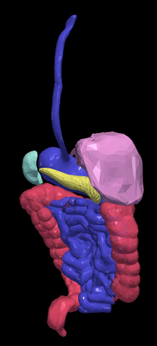 3D Model of Gastrointestinal Tract With Bones by azekapeka