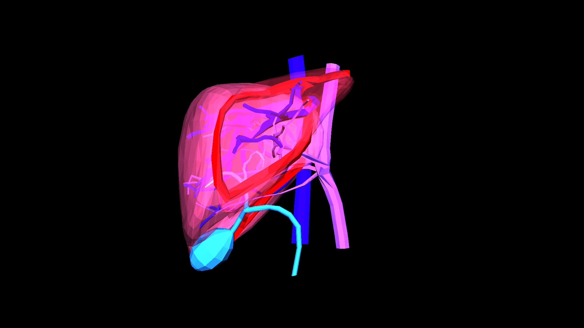 3D Model of Healthy Liver by azekapeka