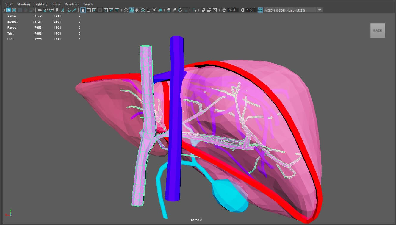 3D Model of Healthy Liver by azekapeka