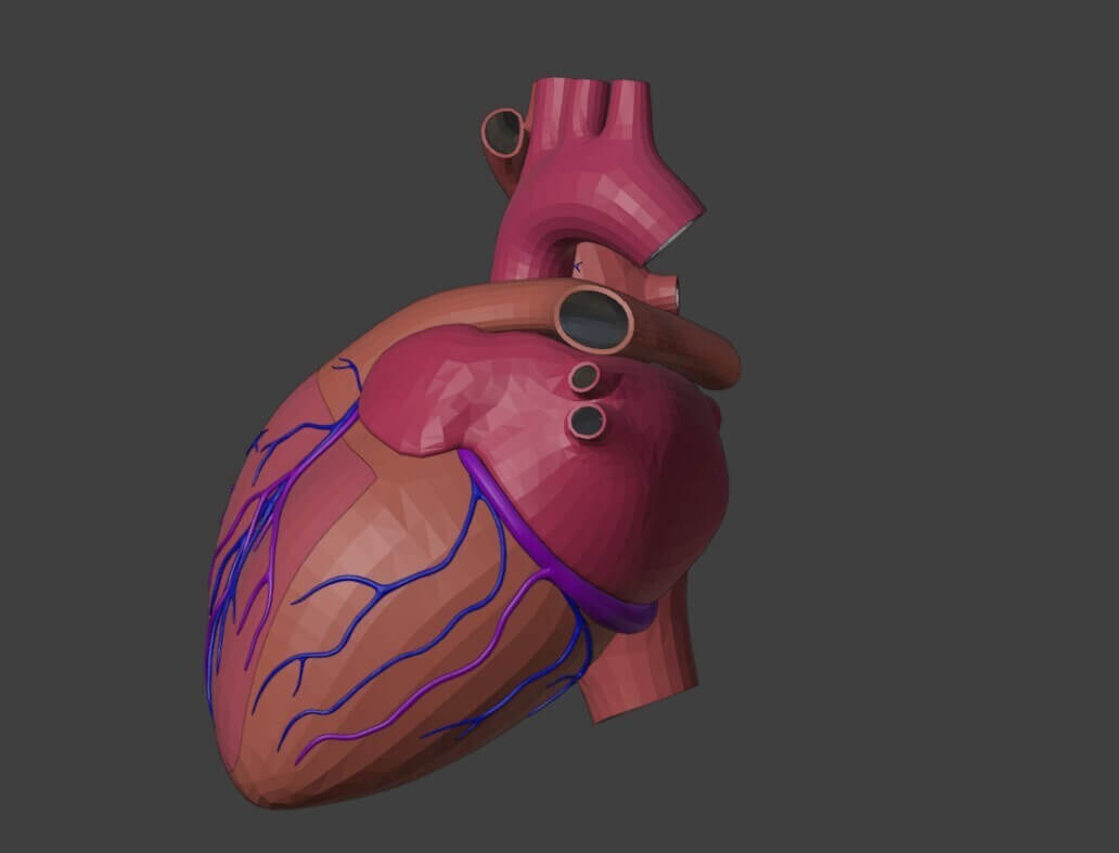 3D Model of Heart Anatomy by azekapeka