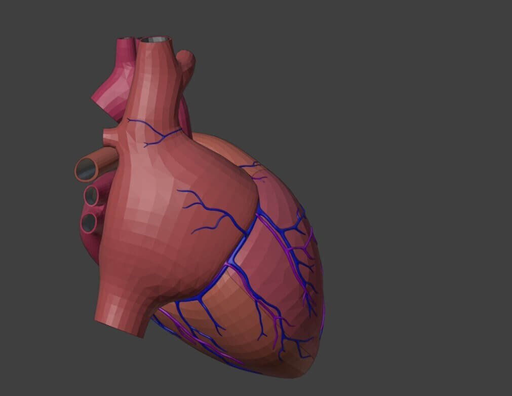 3D Model of Heart Anatomy by azekapeka