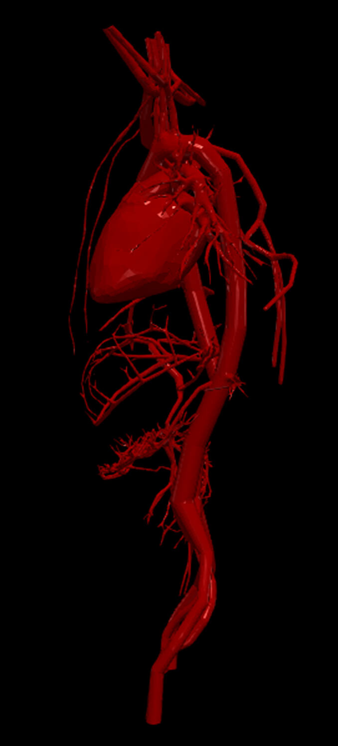 3D Model of Heart and Cardiovascular System by azekapeka
