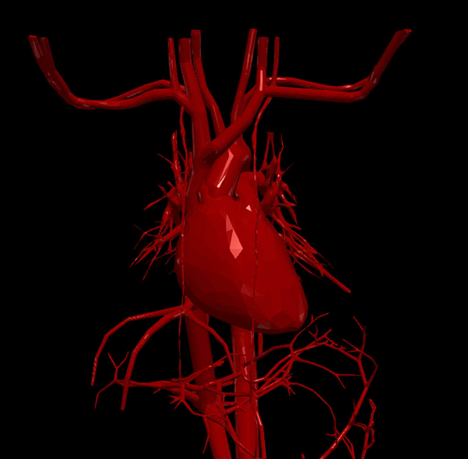 3D Model of Heart and Cardiovascular System by azekapeka
