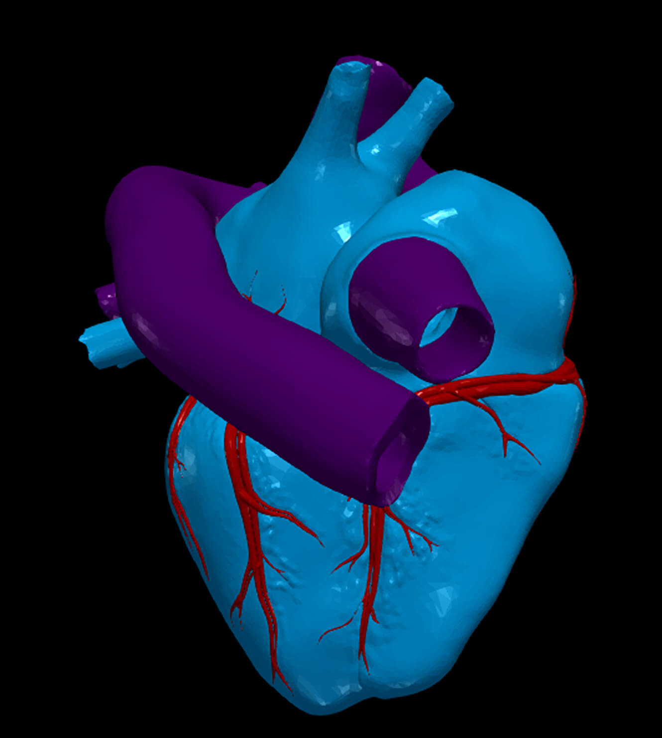 3D Model of Heart and Lungs by azekapeka