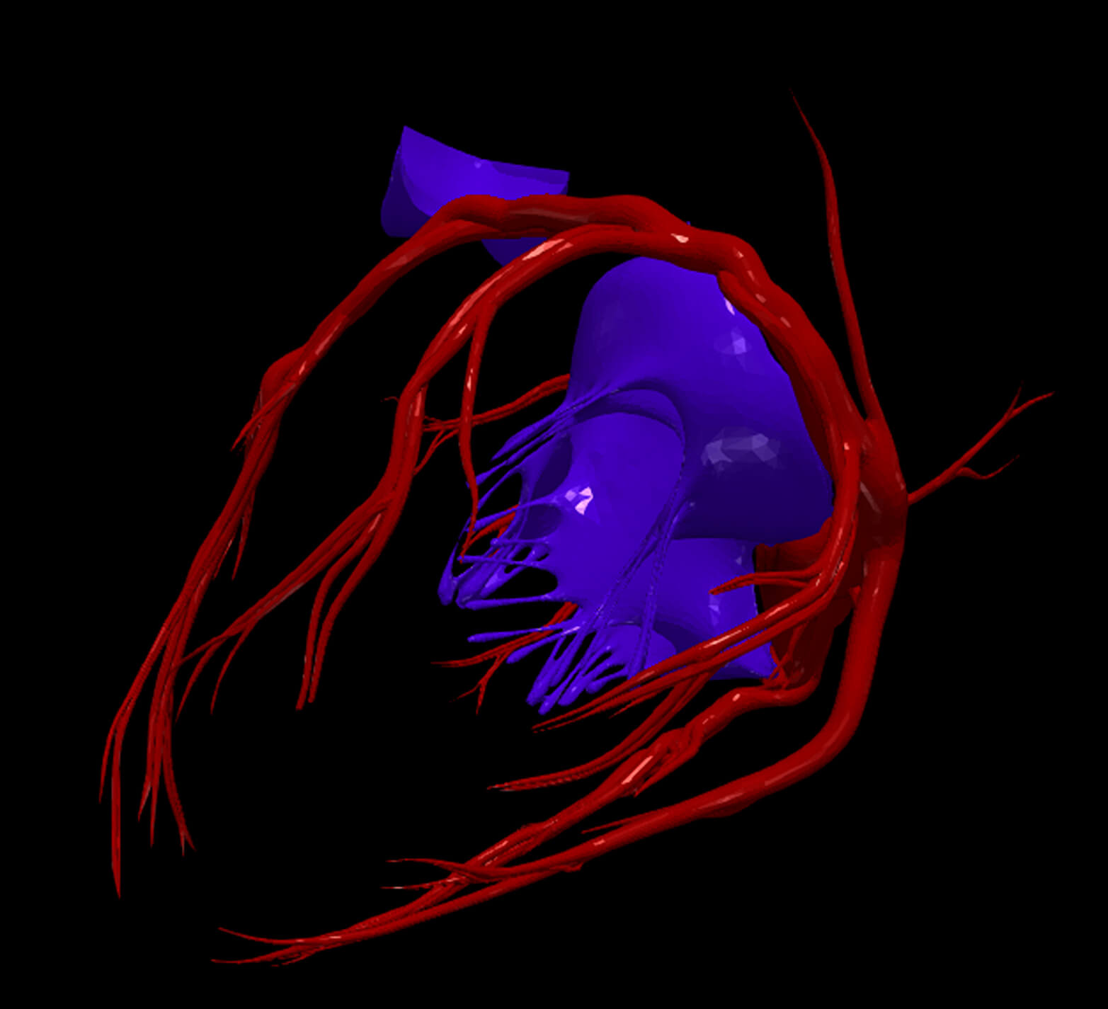 3D Model of Heart and Lungs by azekapeka