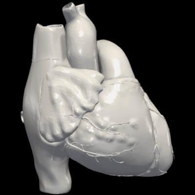 3D Model of Heart (Apical 2 Chamber Plane) by azekapeka