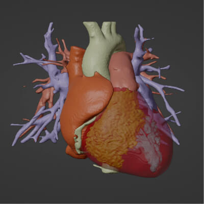 Usd 3D Models | Anatomy | Hearts | RenderHub