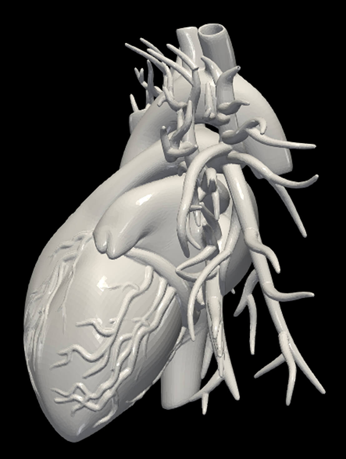3D Model of Heart With Vessels by azekapeka