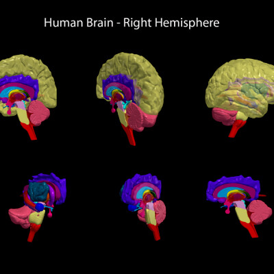 3D Model of Human Brain - Right Hemisphere by azekapeka