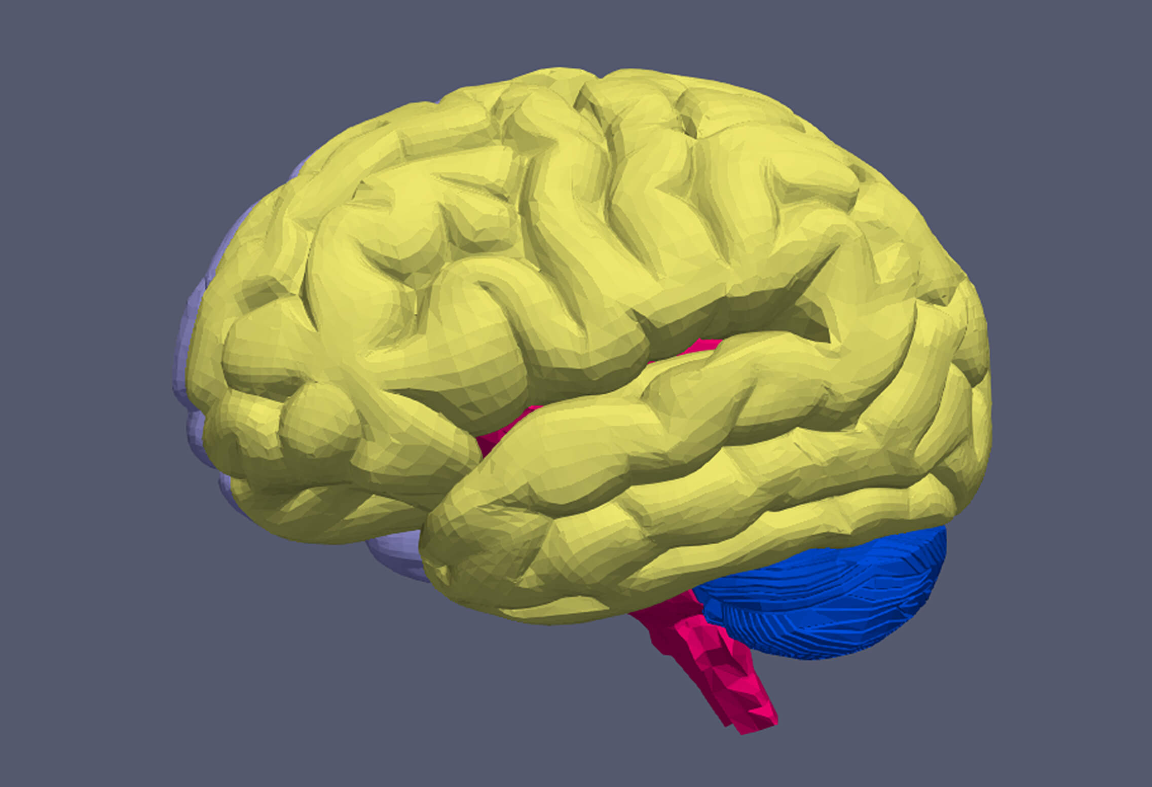 3D Model of Human Brain V2 by azekapeka