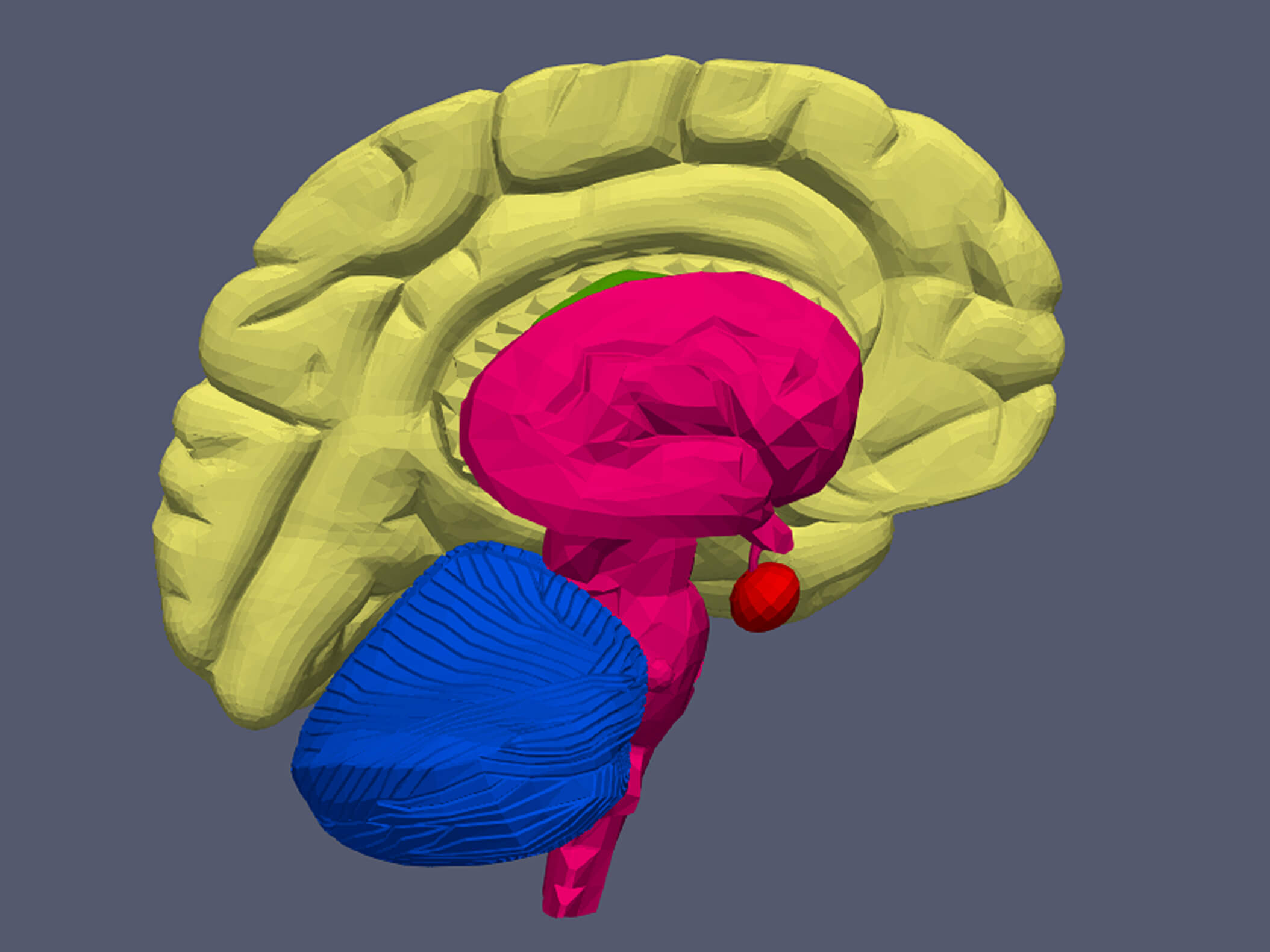 3D Model of Human Brain V2 by azekapeka