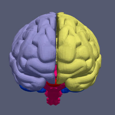 3D Model of Human Brain V2 by azekapeka