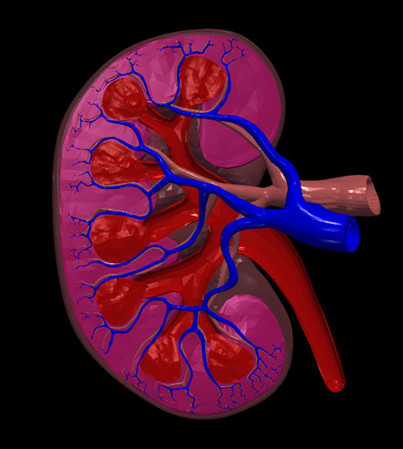 3D Model of Human Kidney Cross Section by azekapeka