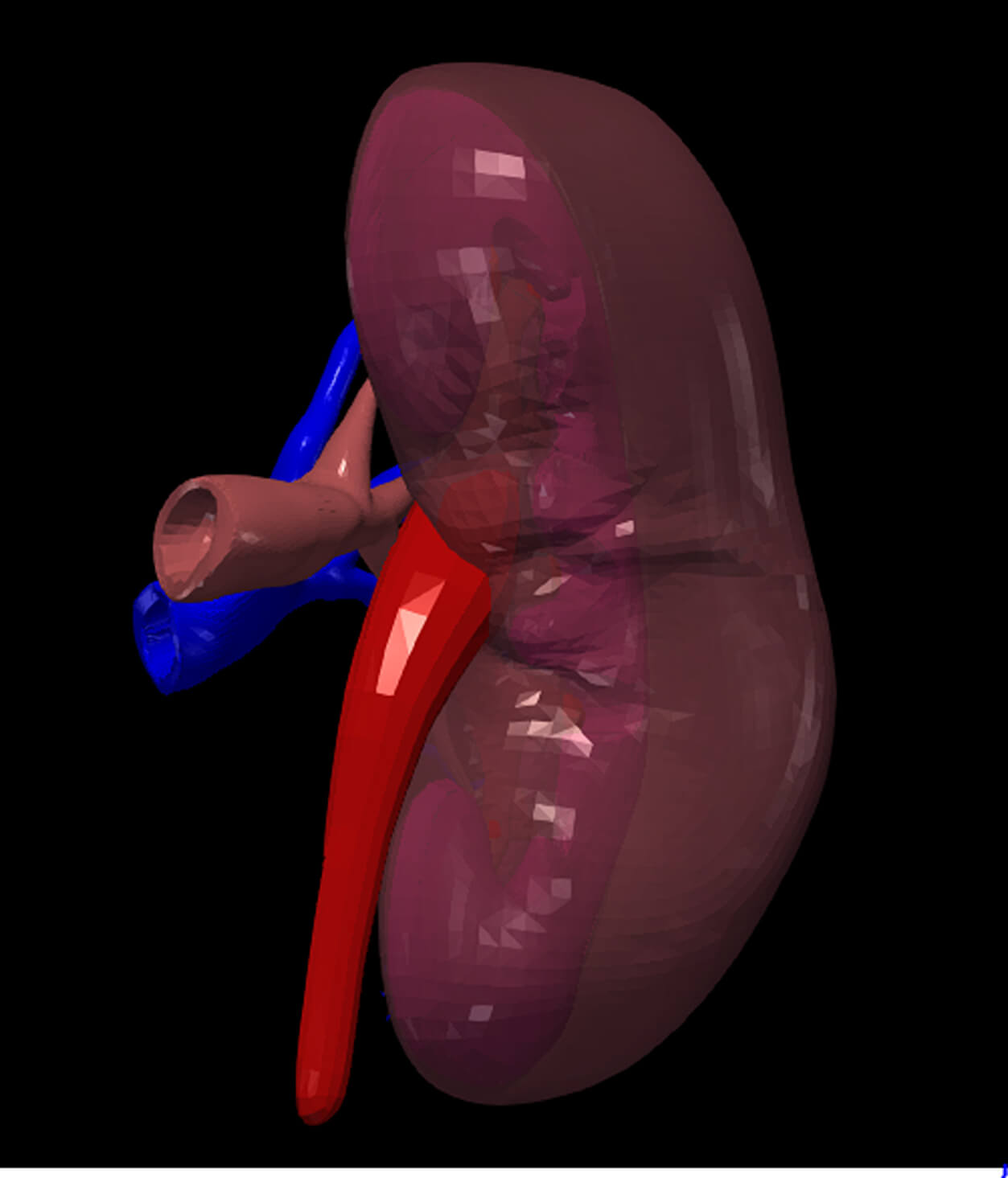 3D Model of Human Kidney Cross Section by azekapeka