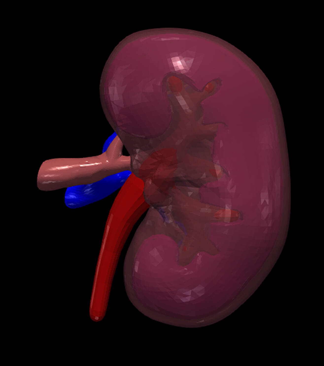 3D Model of Human Kidney Cross Section by azekapeka