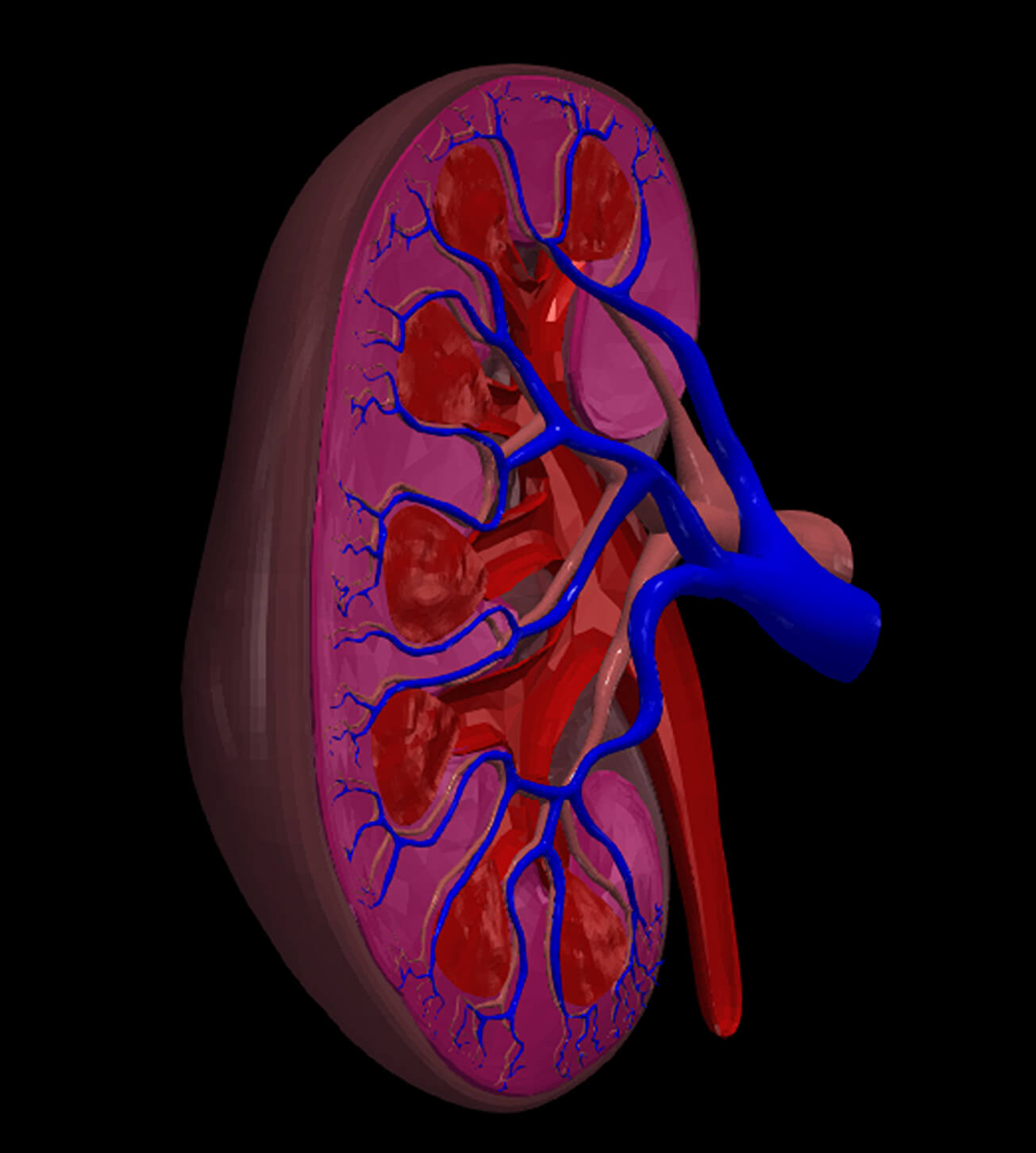 3D Model of Human Kidney Cross Section by azekapeka