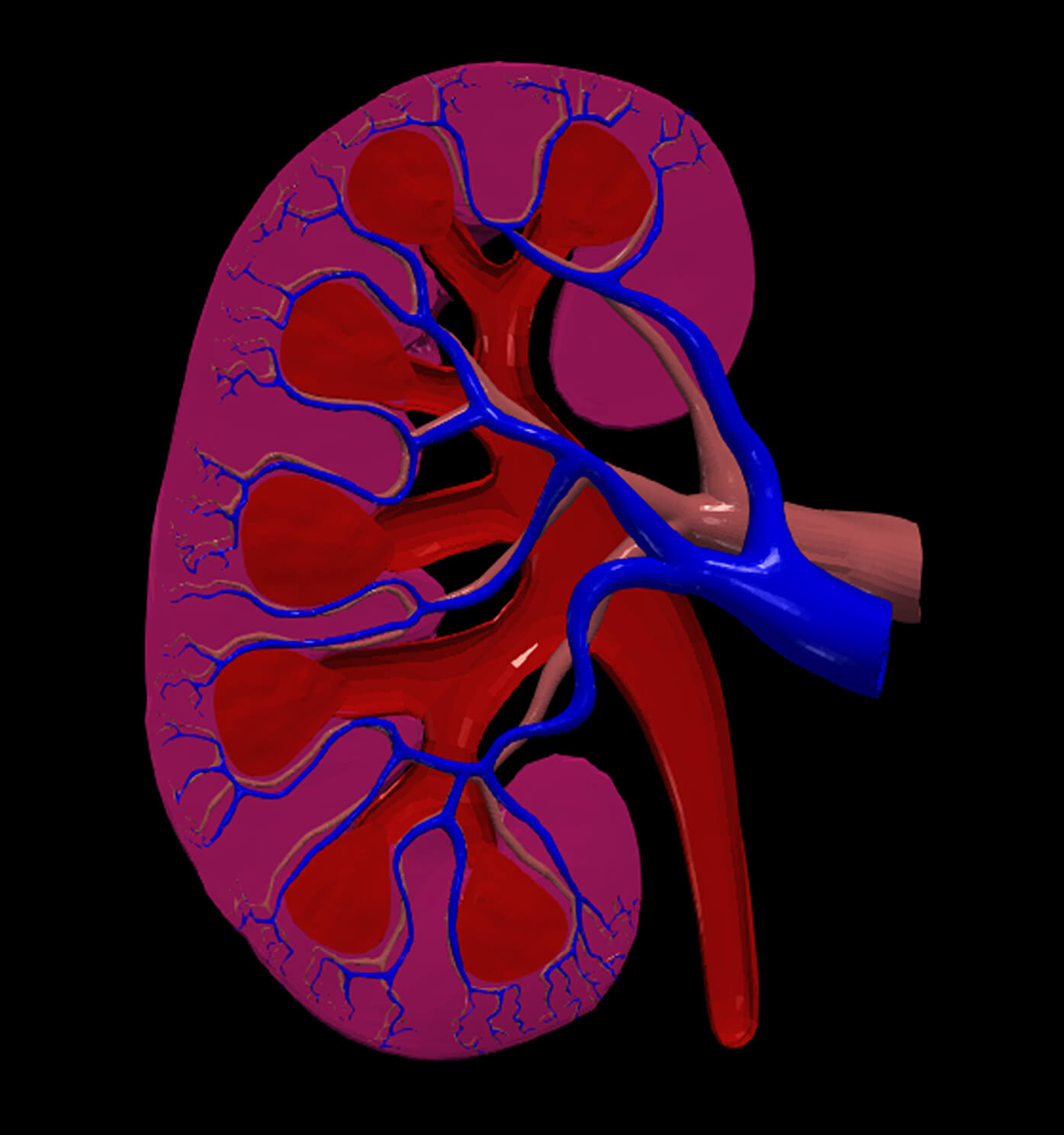 3D Model of Human Kidney Cross Section by azekapeka