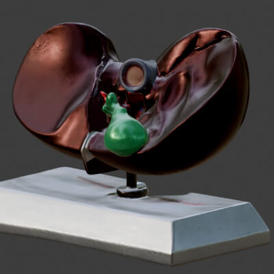 3D Model of Human Liver Anatomy V3 by azekapeka