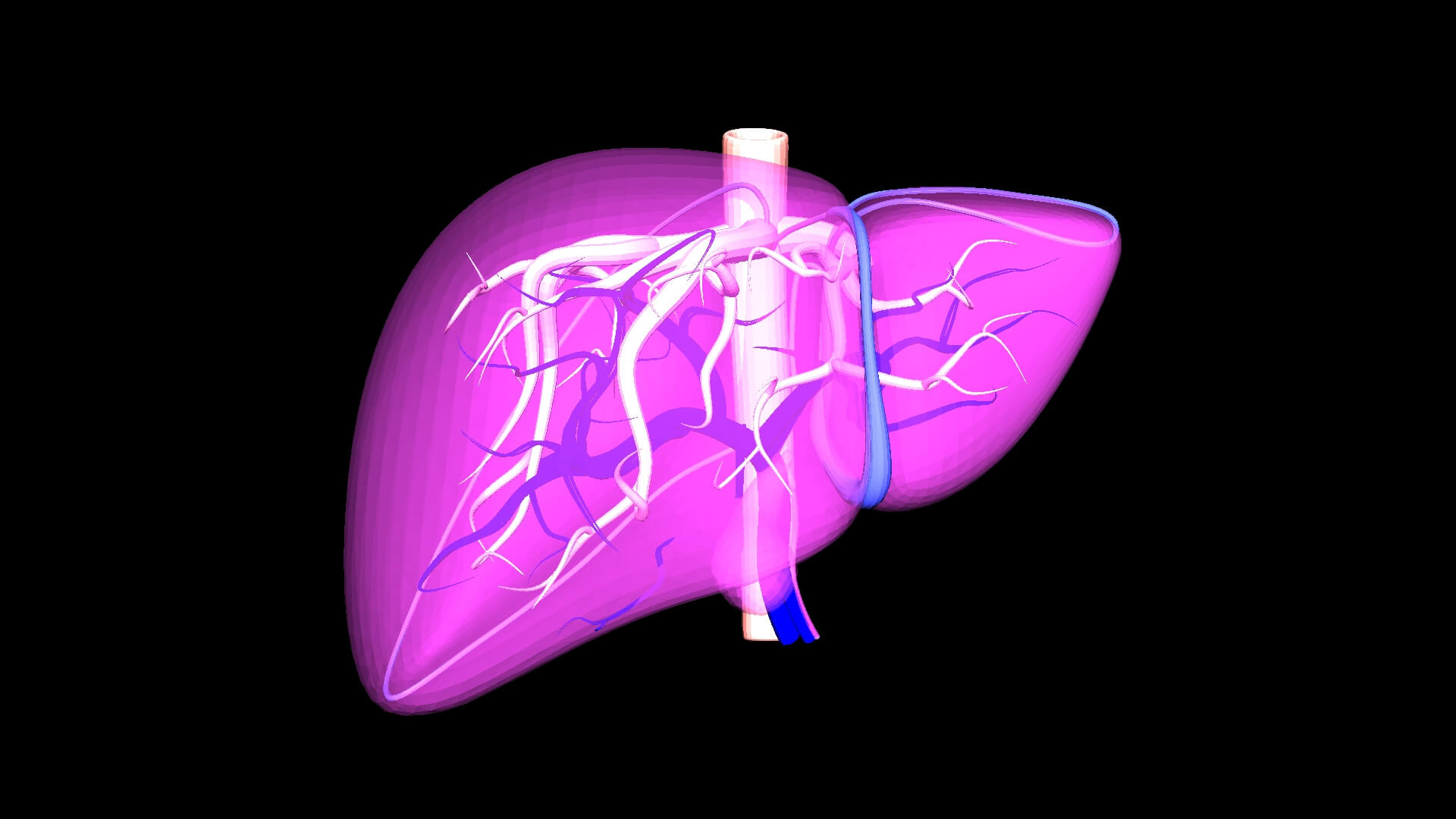 3D Model of Human Liver With Arteries by azekapeka