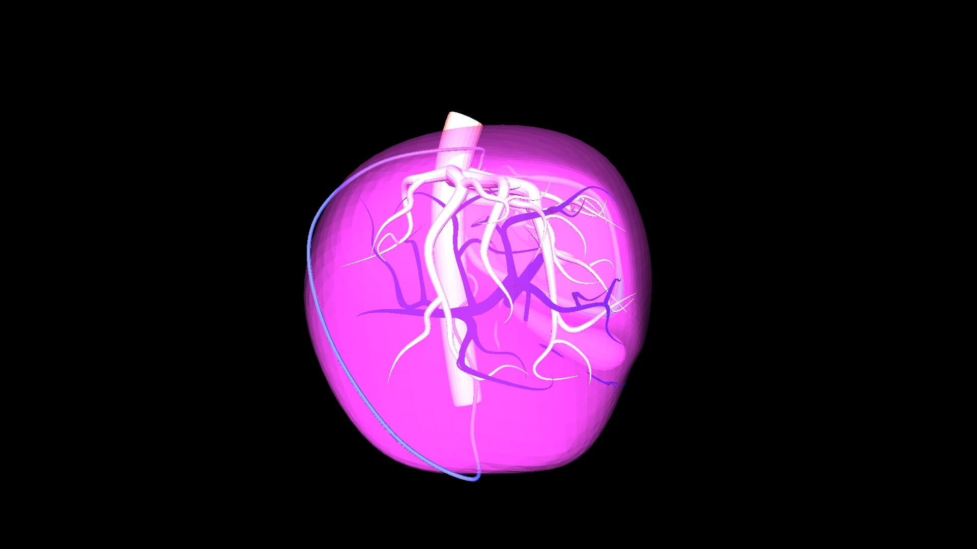 3D Model of Human Liver With Arteries by azekapeka