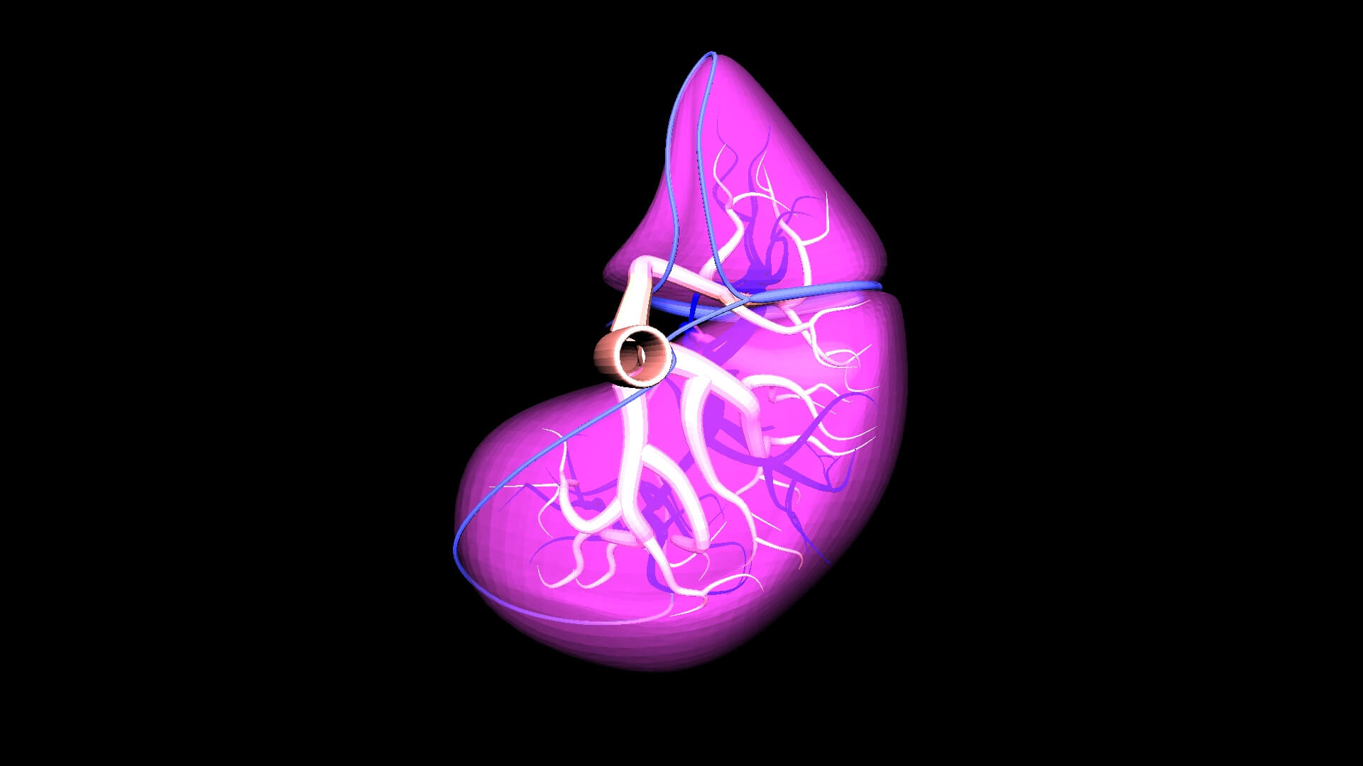 3D Model of Human Liver With Arteries by azekapeka
