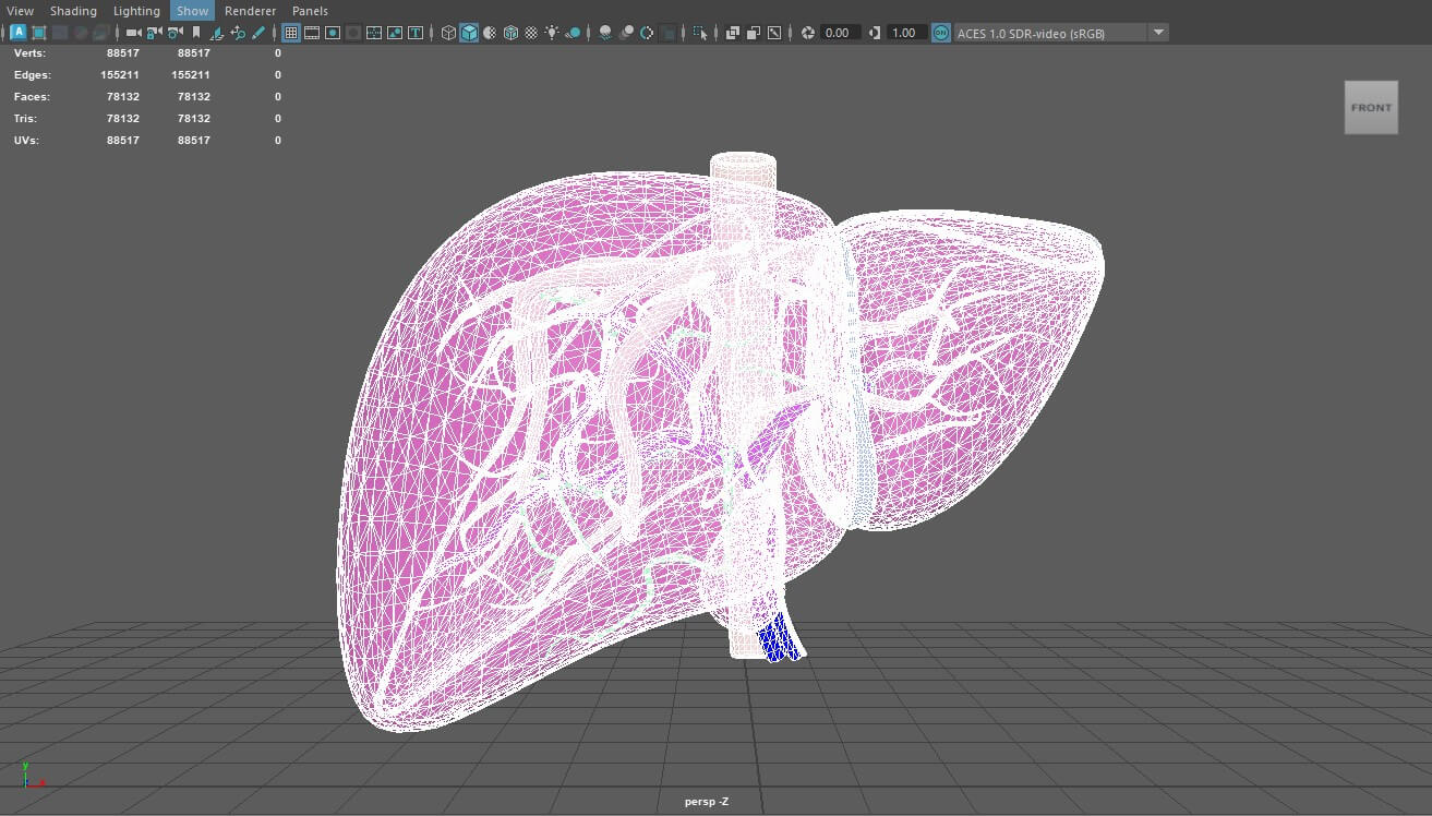 3D Model of Human Liver With Arteries by azekapeka