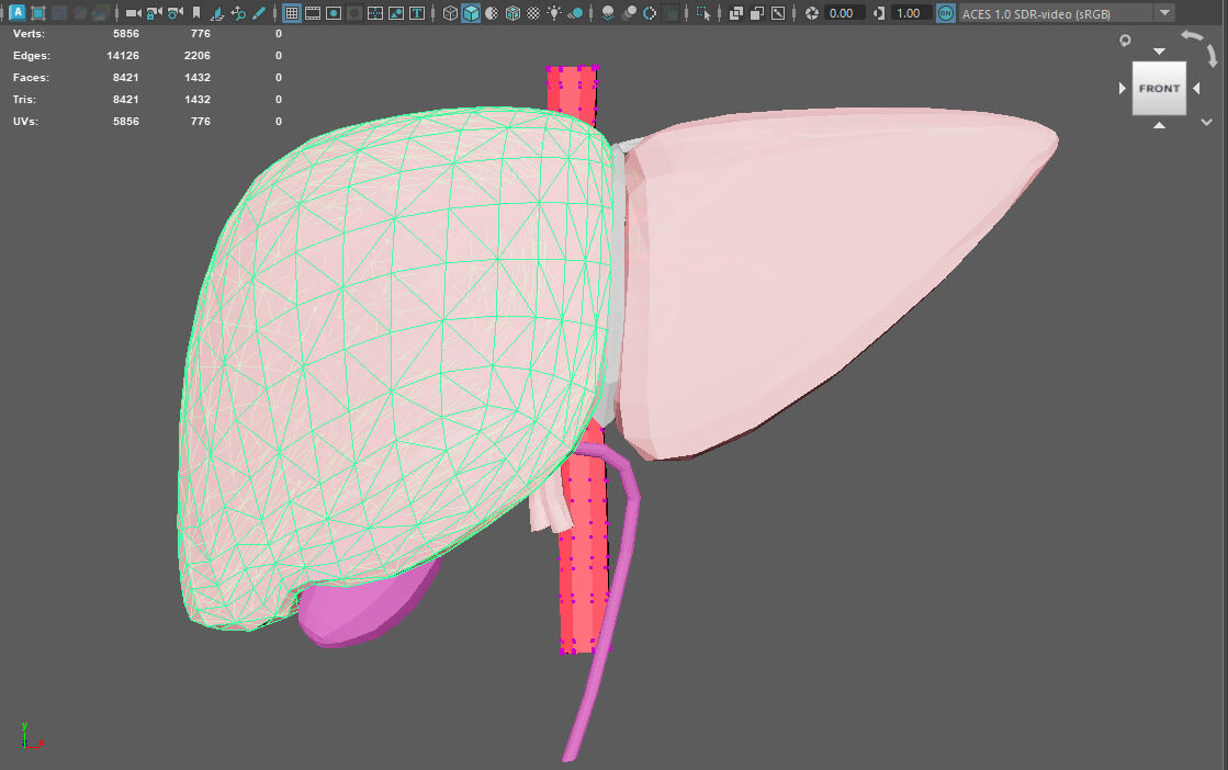 3D Model of Human Liver by azekapeka