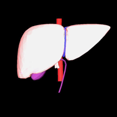 3D Model of Human Liver by azekapeka