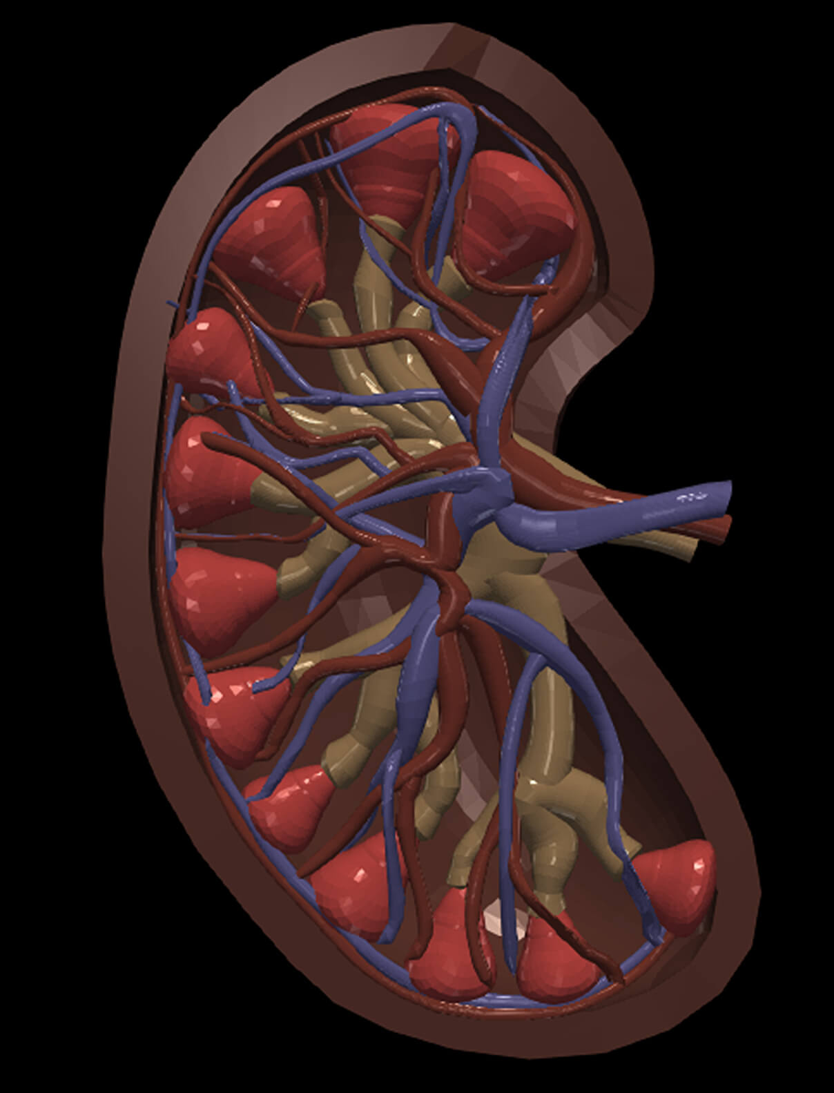 3D Model of Kidneys by azekapeka
