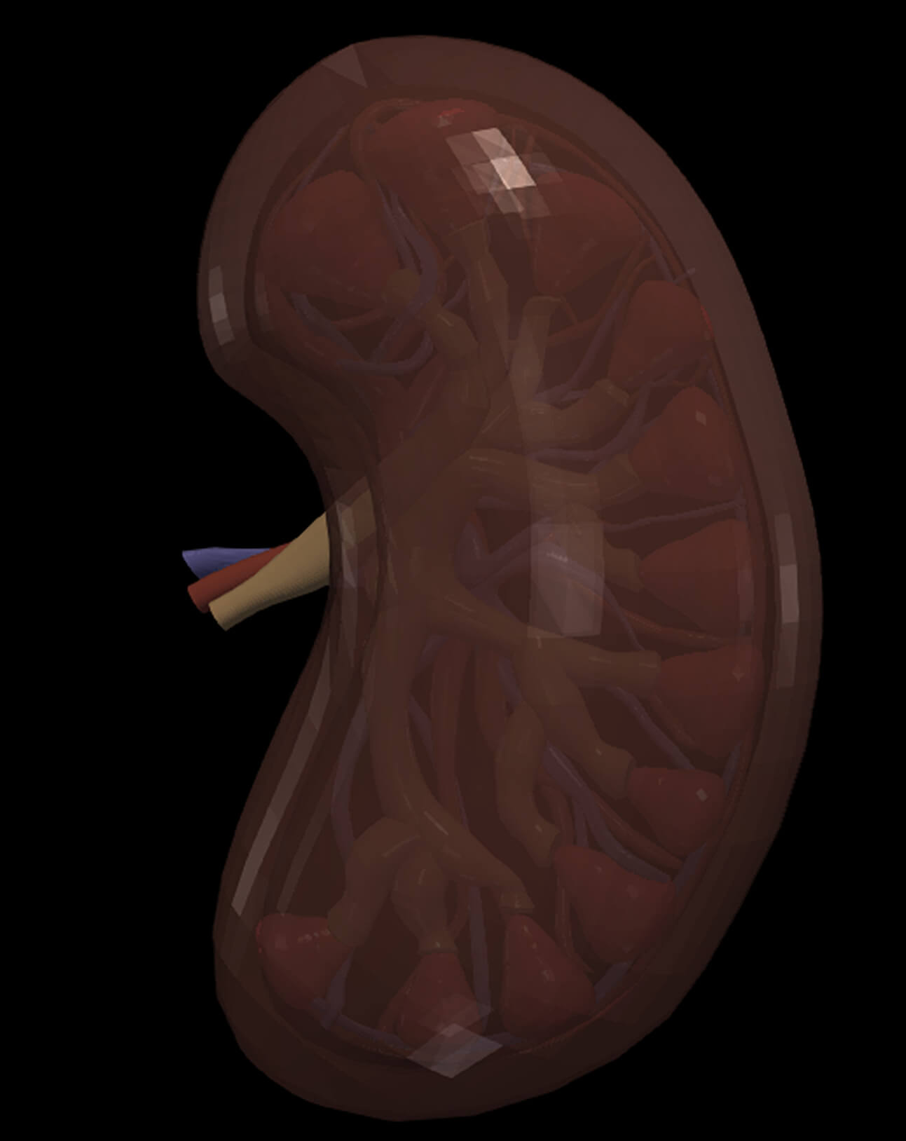 3D Model of Kidneys by azekapeka