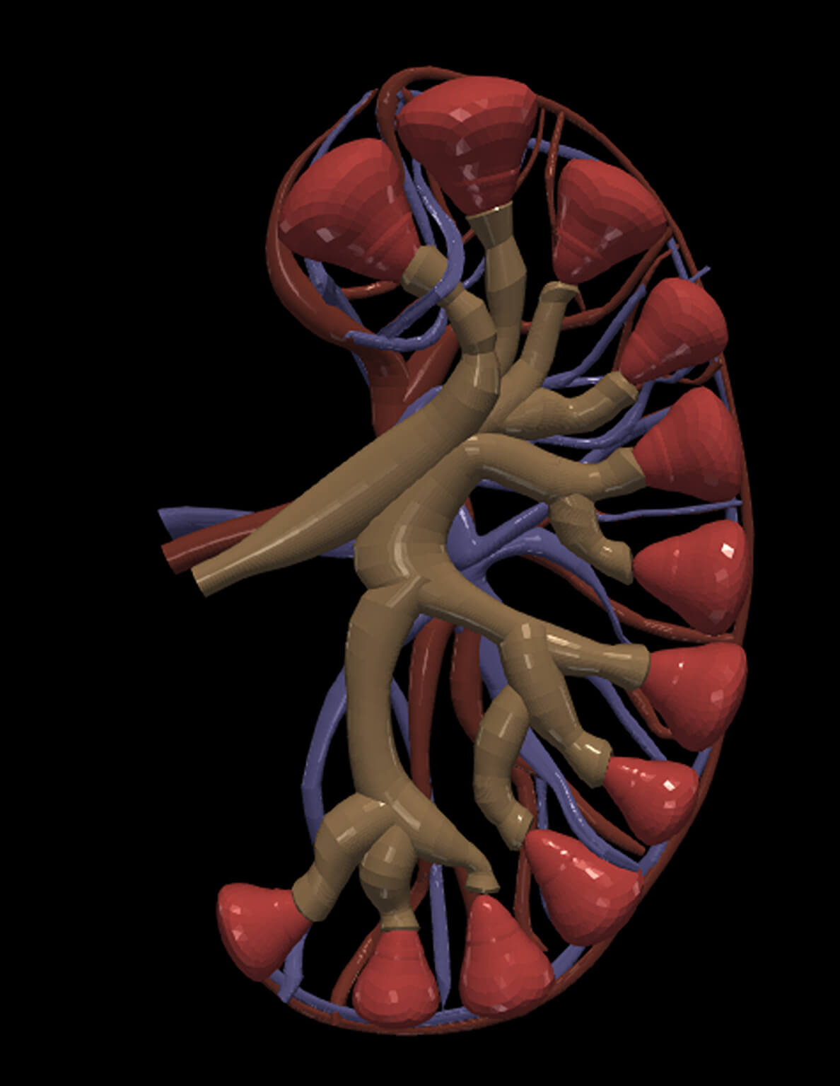 3D Model of Kidneys by azekapeka