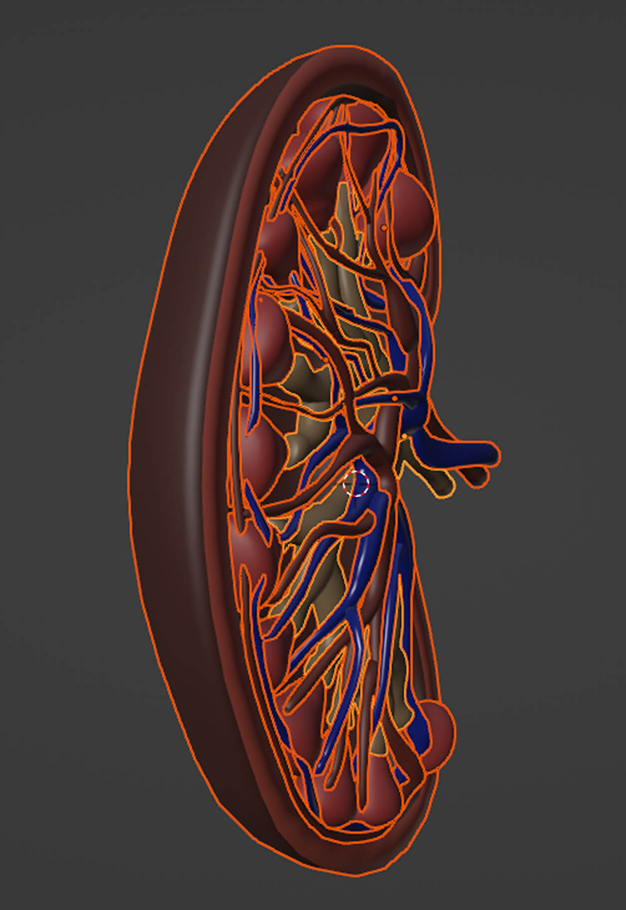 3D Model of Kidneys by azekapeka
