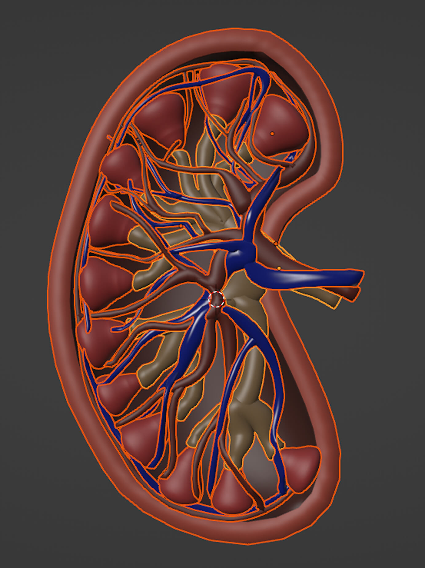 3D Model of Kidneys by azekapeka